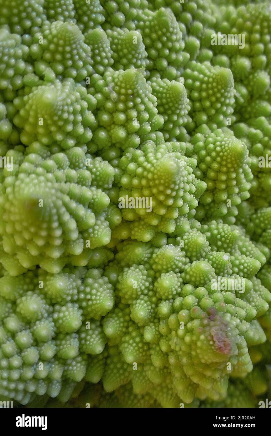 Detail of the perfect geometries of a Roman cabbage: a vegetable very ...