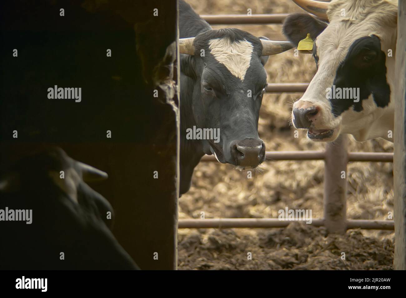 Calves or cows outside the stall door of their organic farm. Image with ...