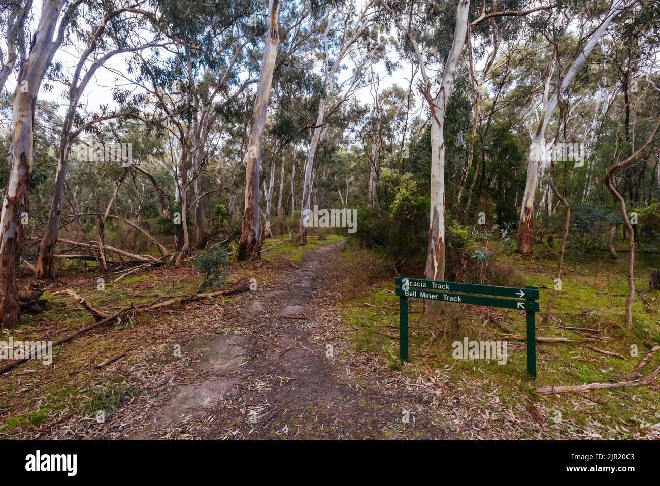 Gresswell Conservation Reserve in Melbourne Australia Stock Photo - Alamy