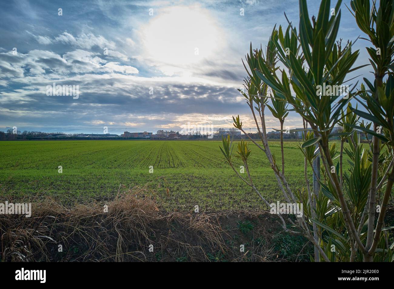 Landscape with a field of new-born wheat and an oleander in the ...