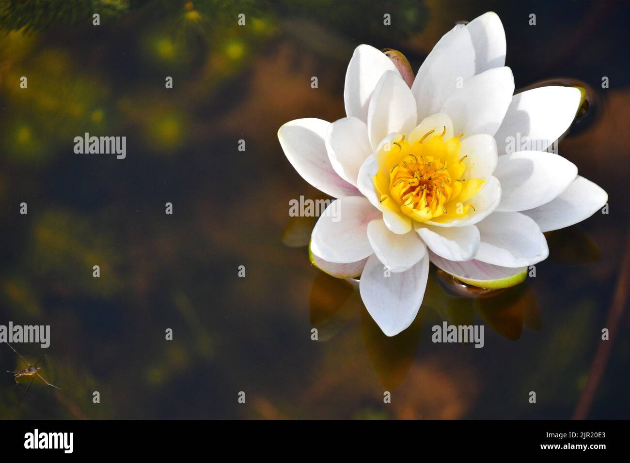 Catmint white hi-res stock photography and images - Alamy