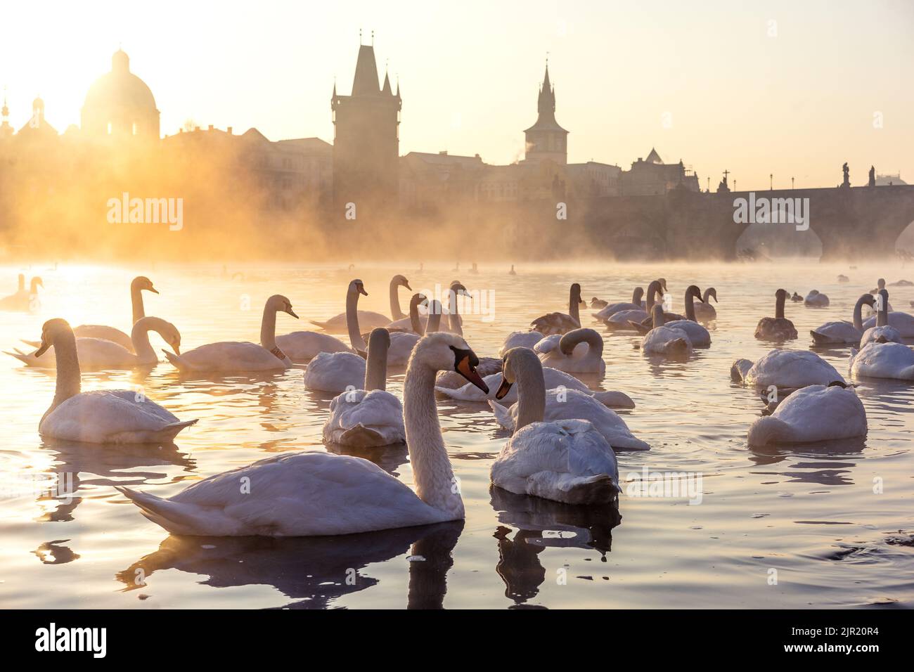 The swans of Vltava River in Prague Stock Photo - Alamy