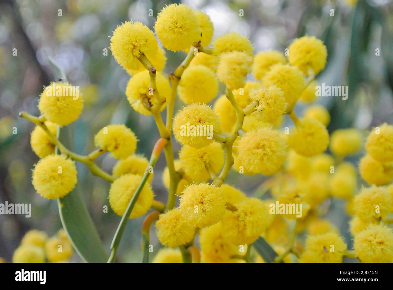 Golden Wattle in Melbourne Australia Stock Photo - Alamy