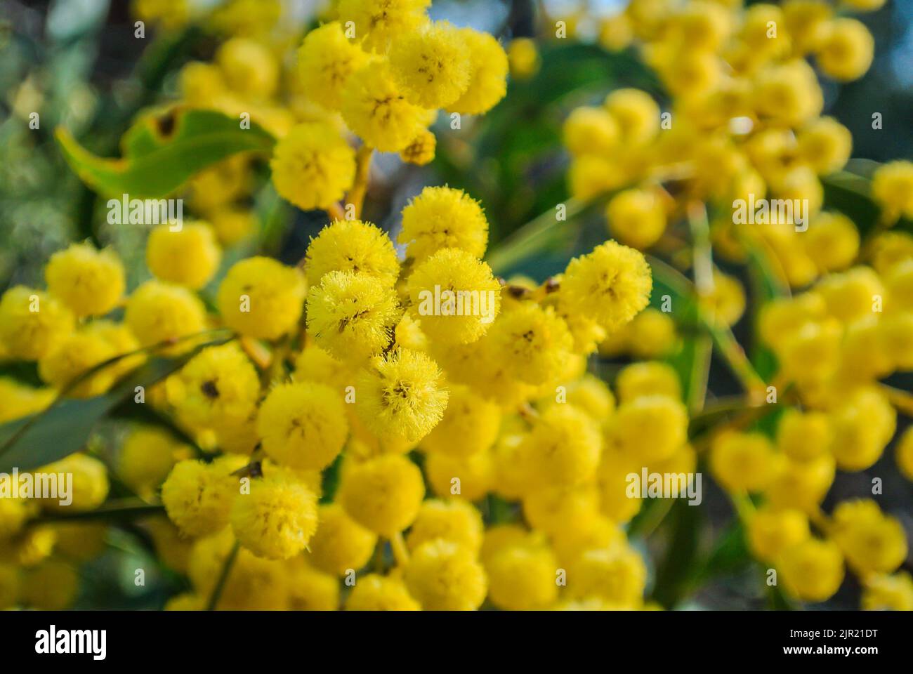 Golden Wattle in Melbourne Australia Stock Photo - Alamy