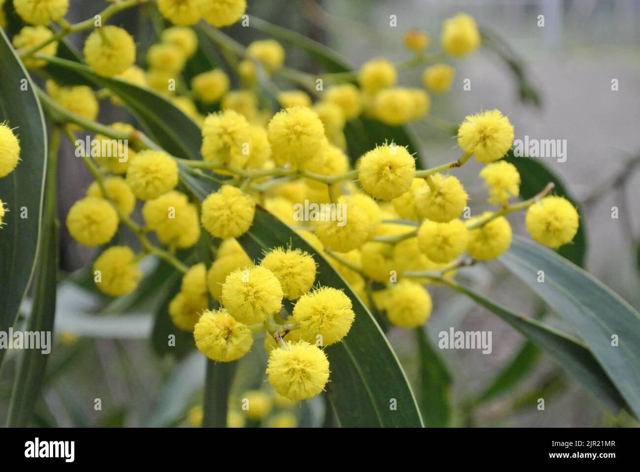 Golden Wattle in Melbourne Australia Stock Photo - Alamy