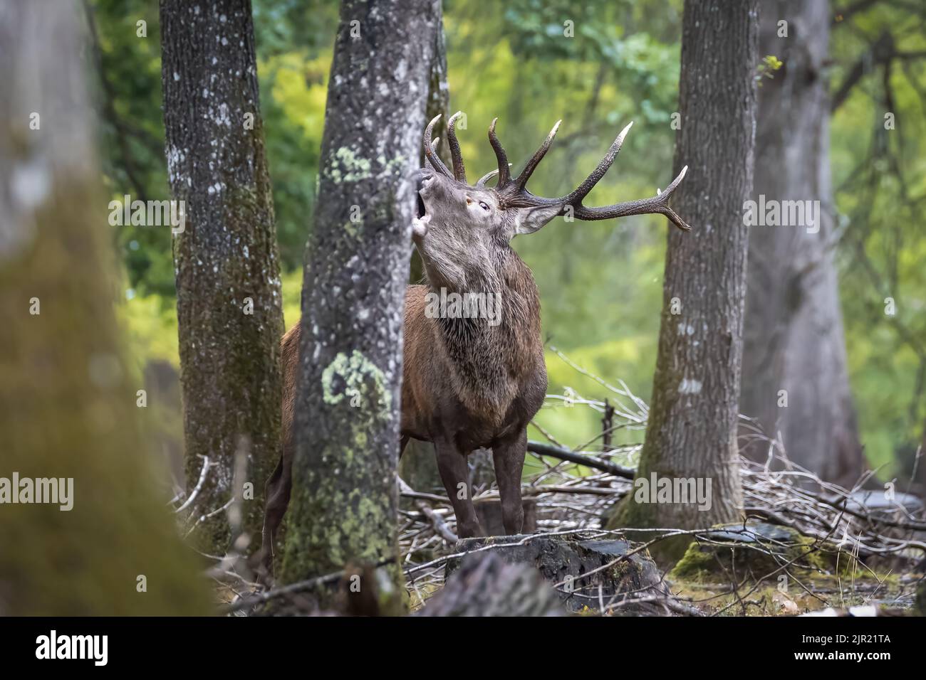 A selectove focus shot of a Deer in a forest in a daylight Stock Photo ...