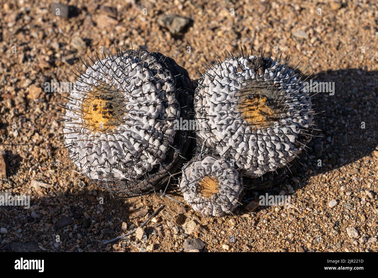Copiapoa cinerea, subspecies columna alba, cactus in the Pan de Azucar ...