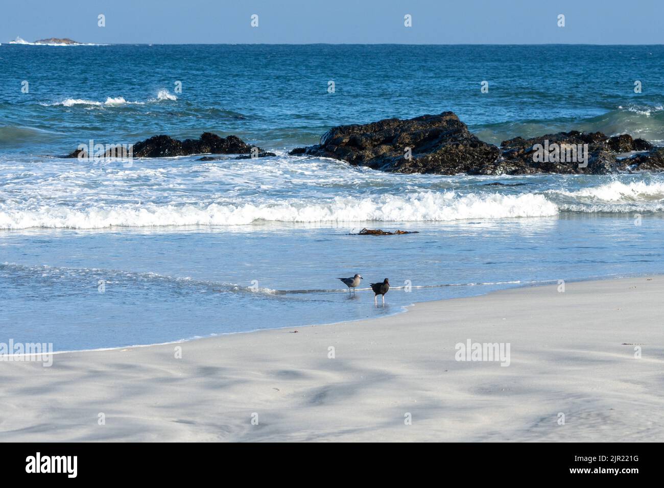 A Gray Gull and a Blackish Oystercatcher on the beach of the Pacific ...