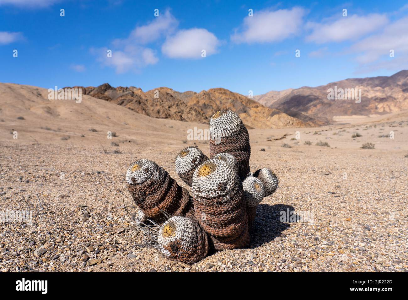 Copiapoa cinerea, subspecies columna alba, cactus in the Pan de Azucar ...