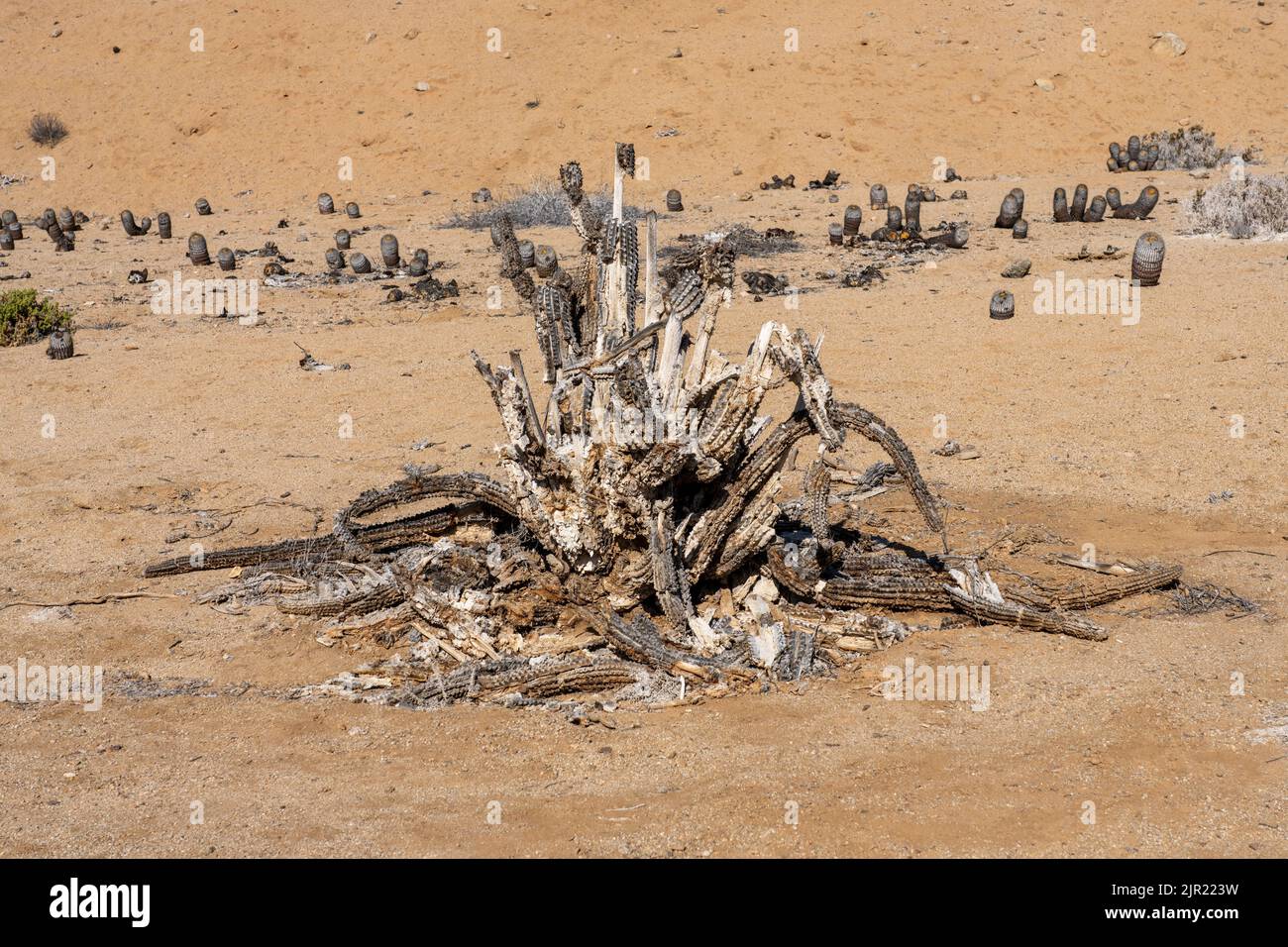 A dead Eulychnia iquiquensis candelabra cactus in Pan de Azucar ...