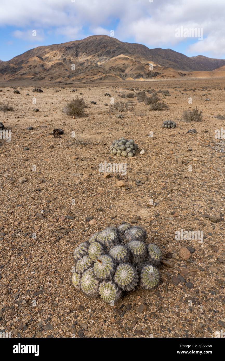Gray Hedgehog or Erizo Gris Cactus, Copiapoa cinerascens, in Pan de ...