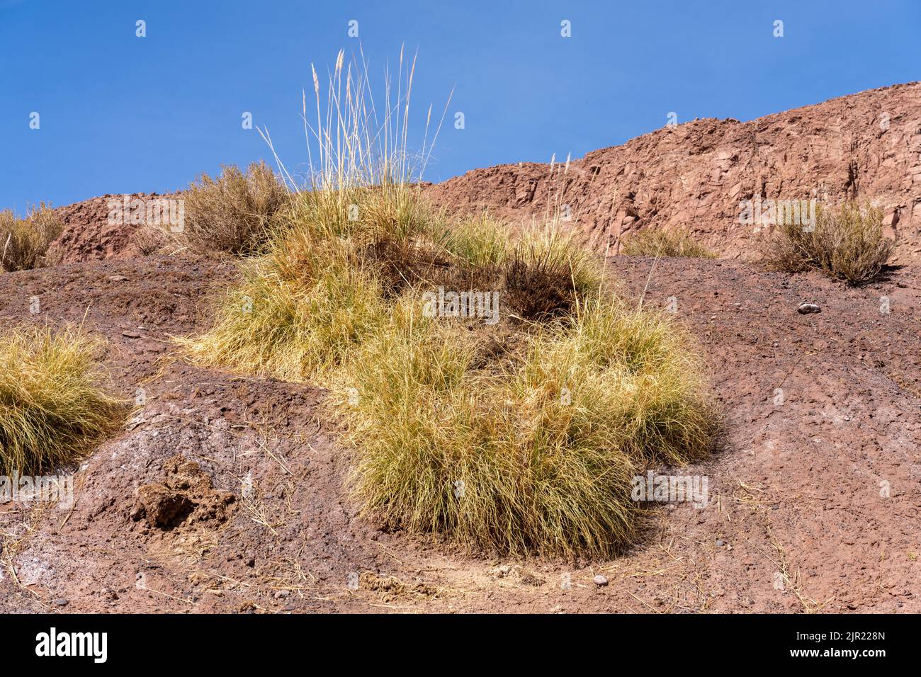 Pampas grass in the Valle del Arcoiris or Rainbow Valley in the Atacama ...