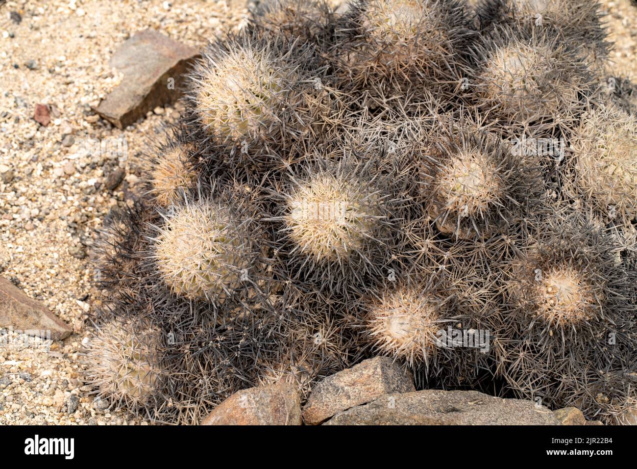 Gray Hedgehog or Erizo Gris Cactus, Copiapoa cinerascens, in Pan de ...