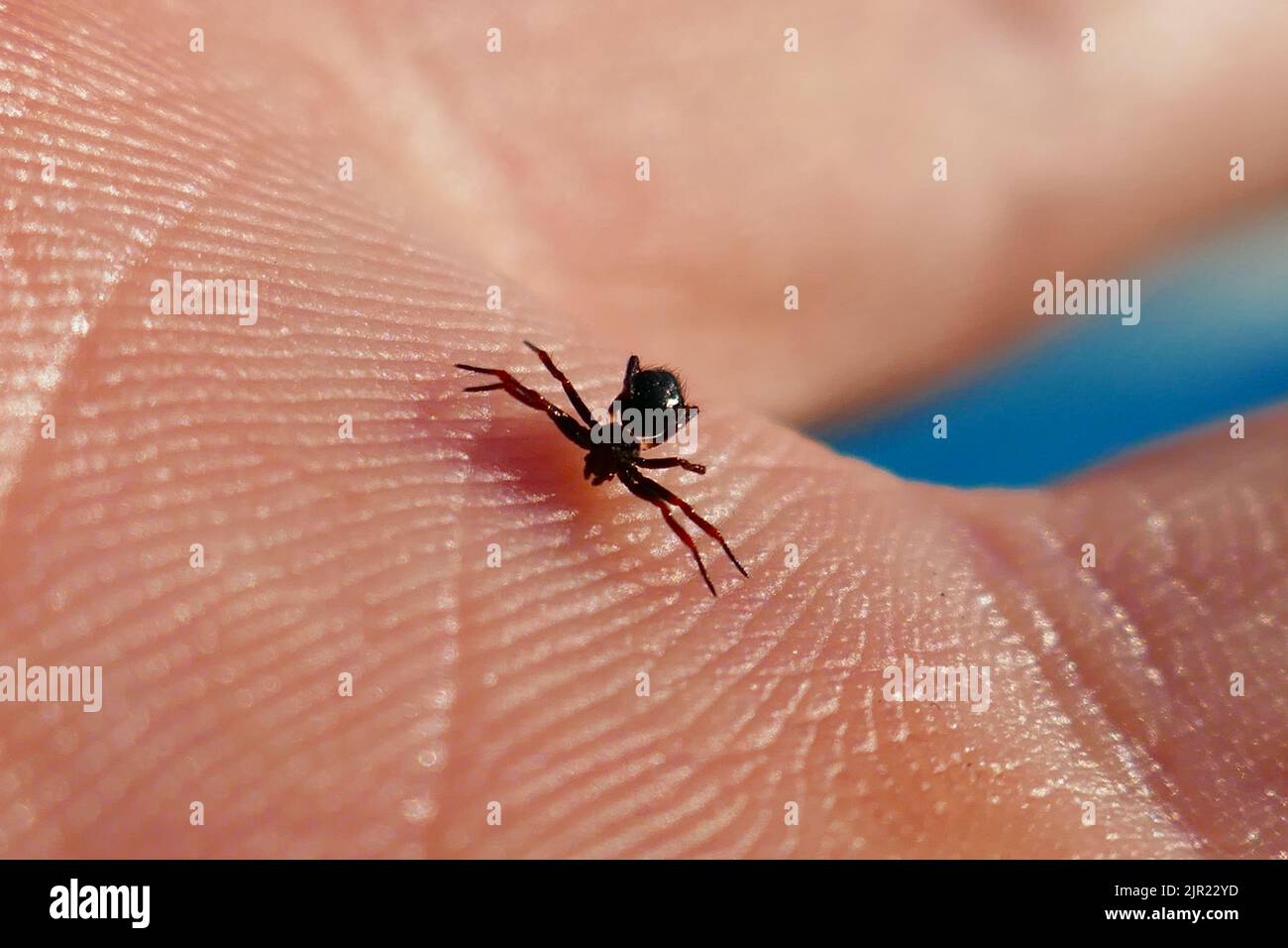 A strange spider crawling around my hand Stock Photo - Alamy