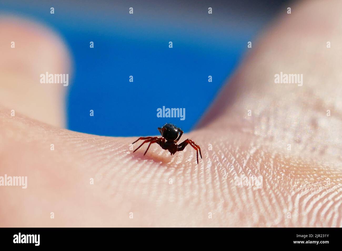 A strange spider crawling around my hand Stock Photo - Alamy