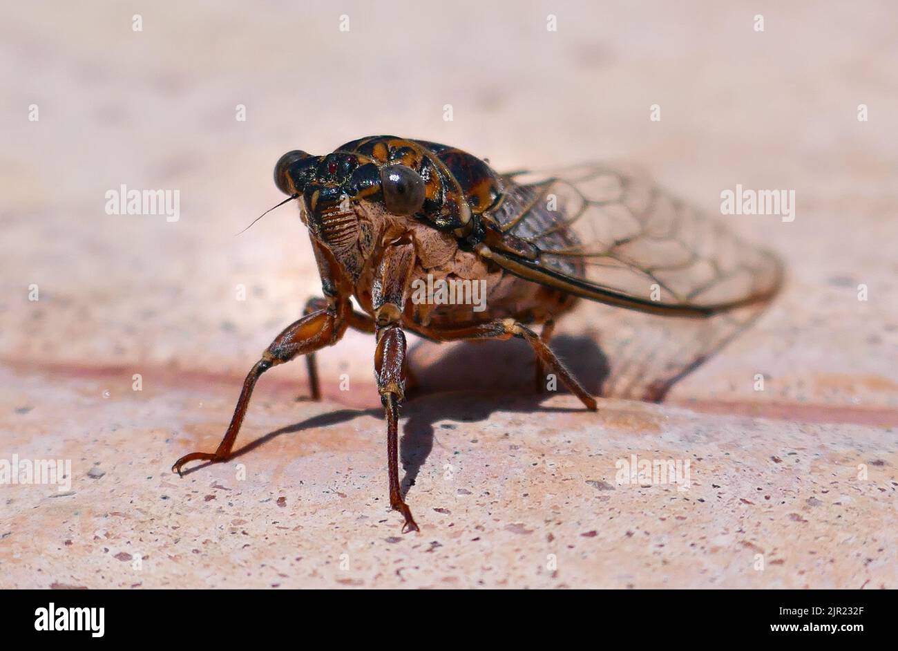 A cute flying insect, probably a cicada Stock Photo - Alamy