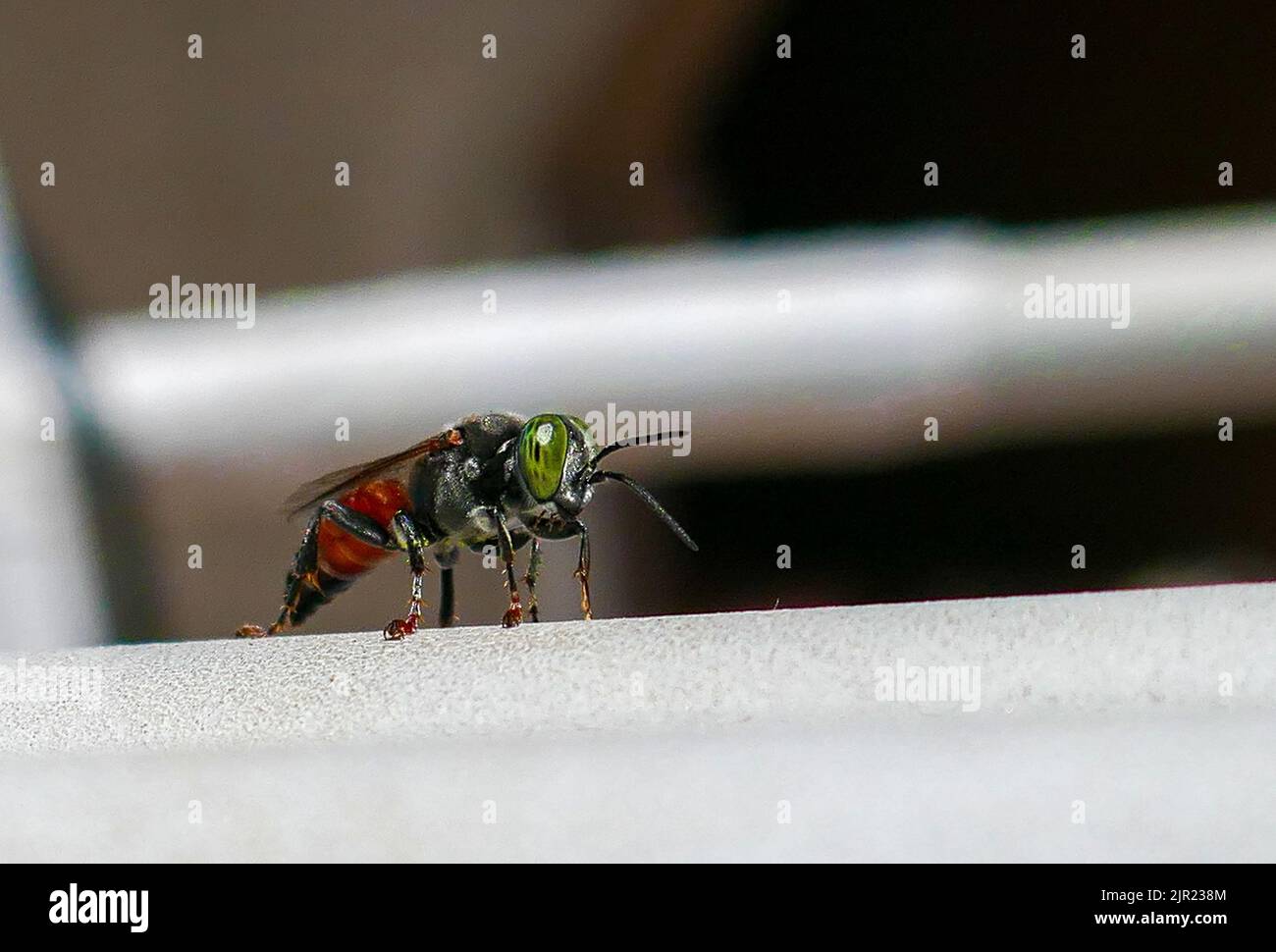 Fly chair hi-res stock photography and images - Alamy