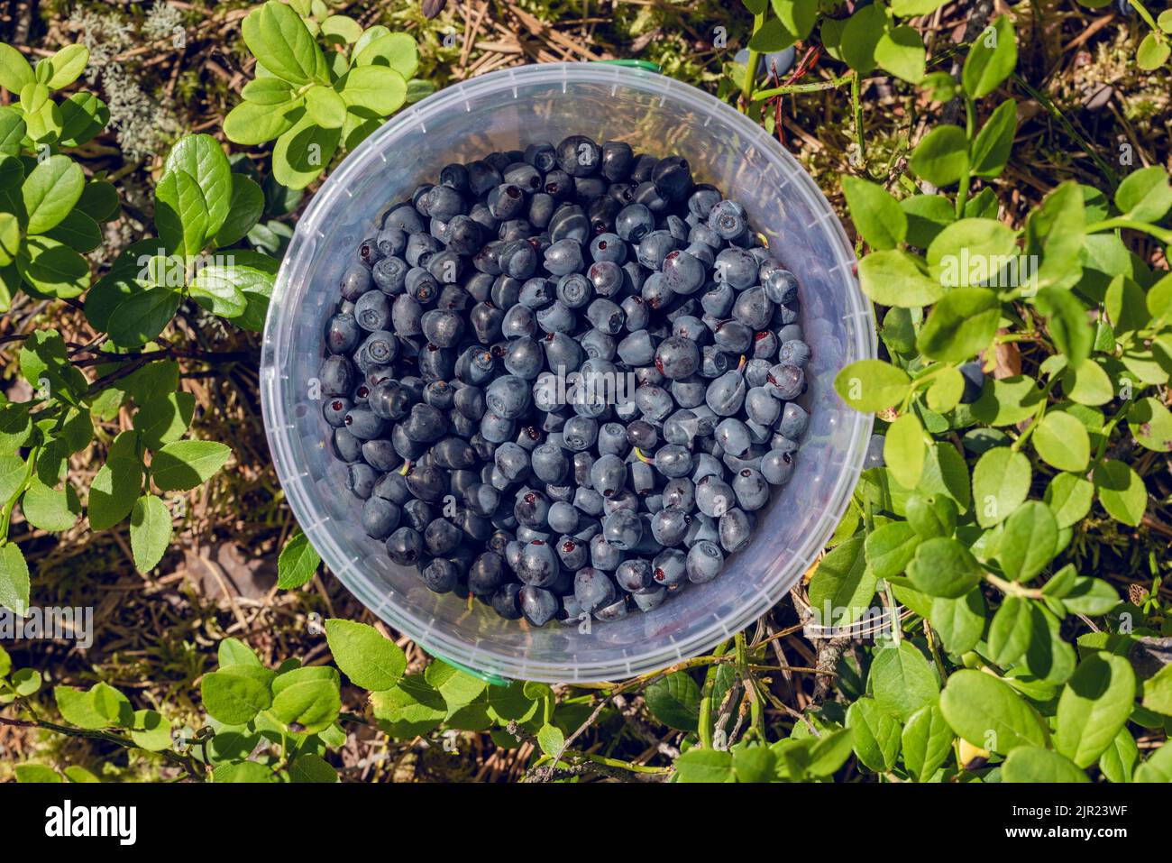 Plastic bucket full of fresh picked bilberry (wild forest blueberry) in ...