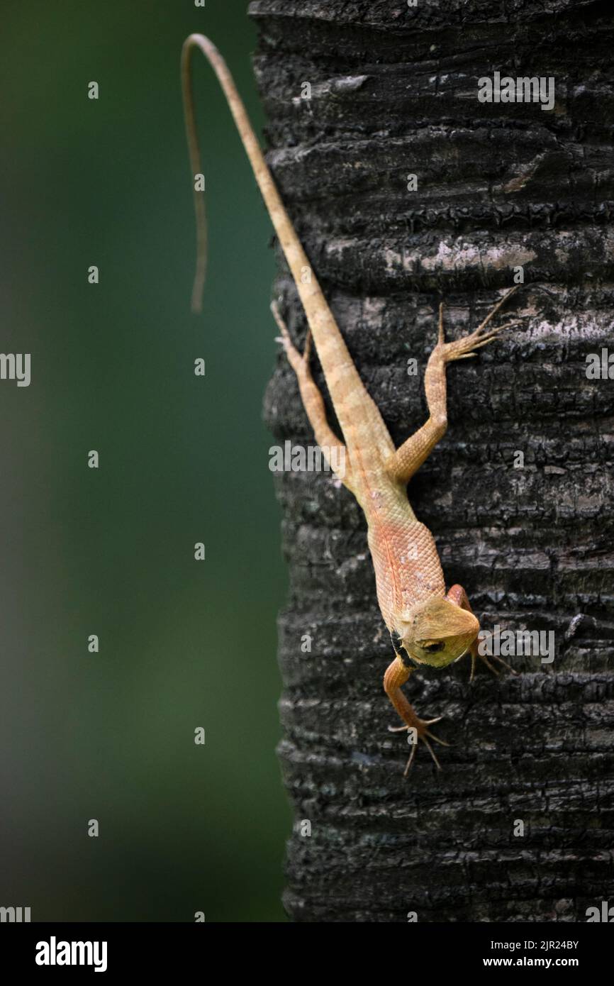 Exotic city fauna hi-res stock photography and images - Alamy