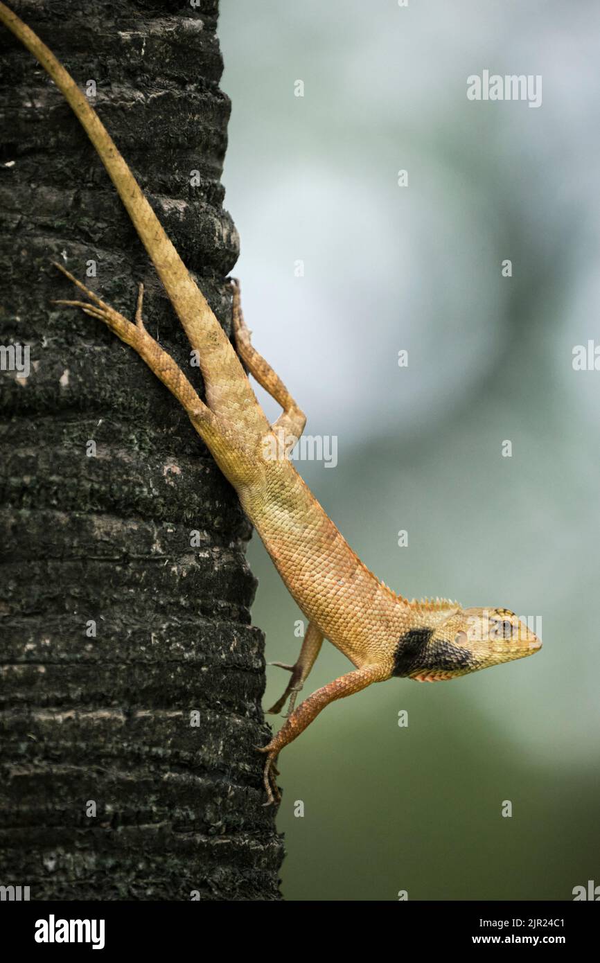 A gecko in a park in Ho Chi Minh City Stock Photo - Alamy