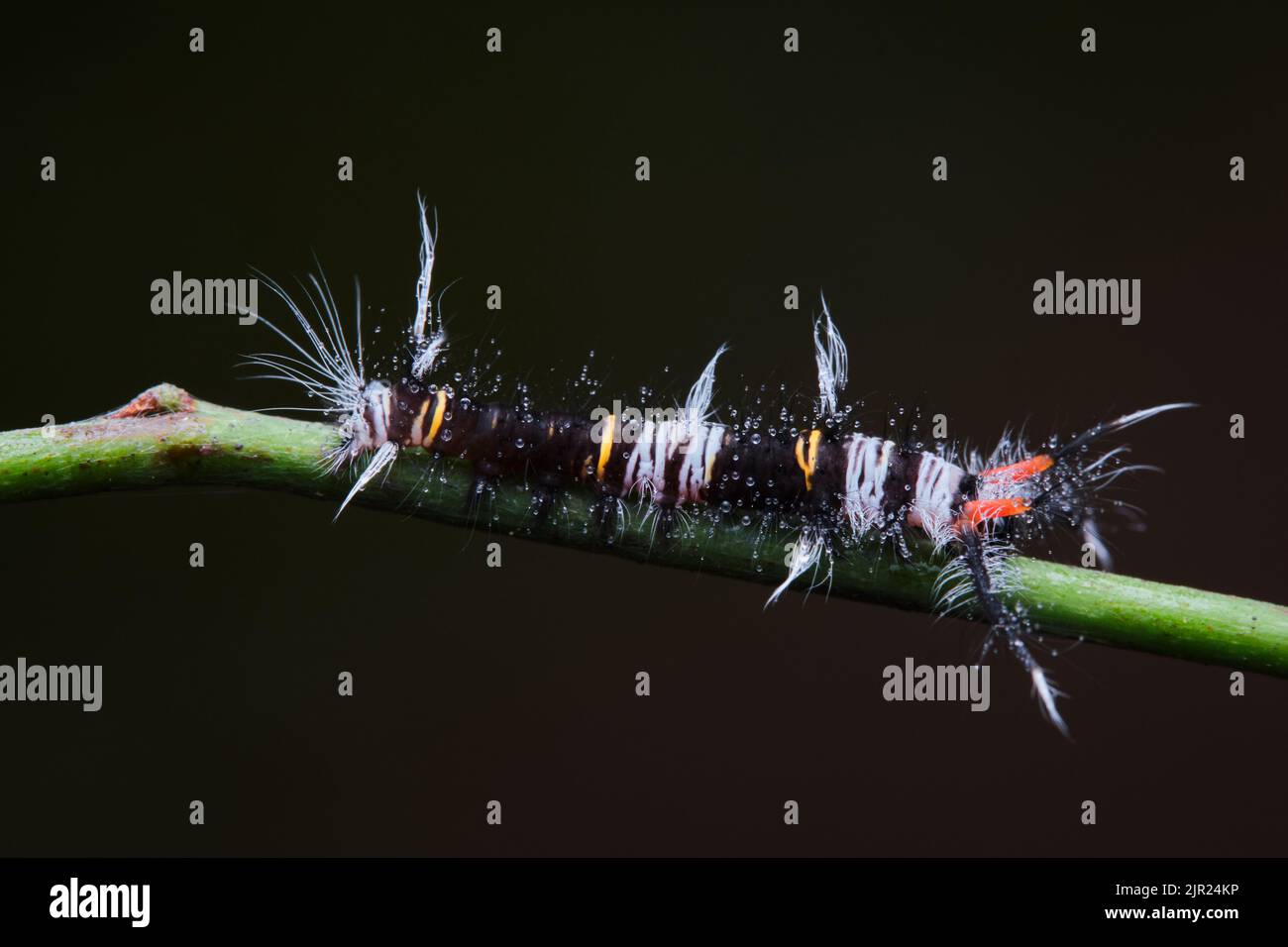 beautiful little insects in the park of Ho Chi Minh city Stock Photo ...