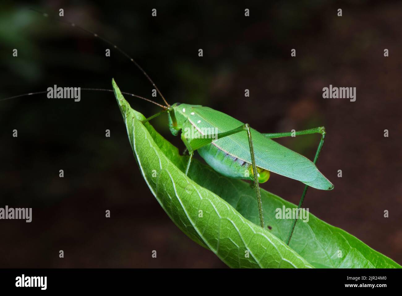 beautiful little insects in the park of Ho Chi Minh city Stock Photo ...
