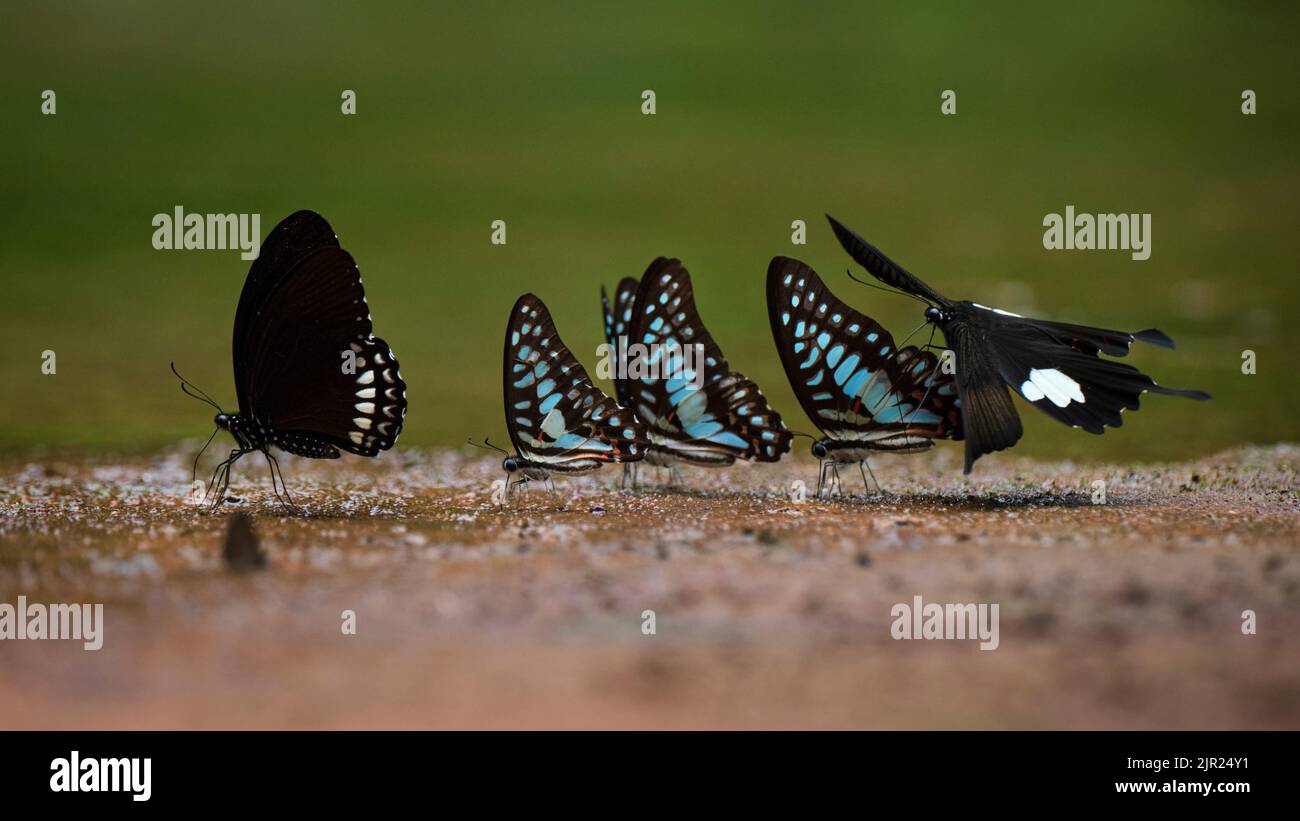 Beautiful butterflies by the stream in Ma Da forest, Dong Nai province ...