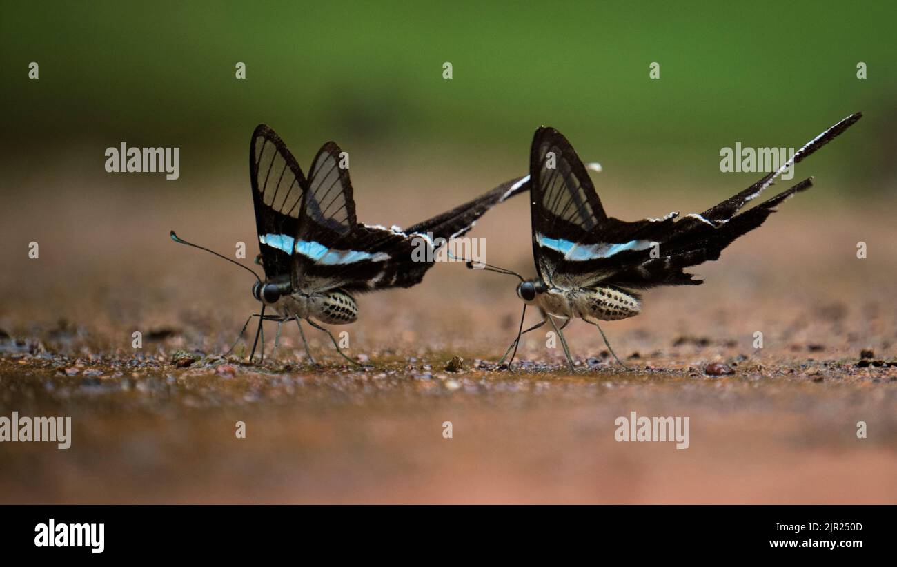 Beautiful butterflies by the stream in Ma Da forest, Dong Nai province ...