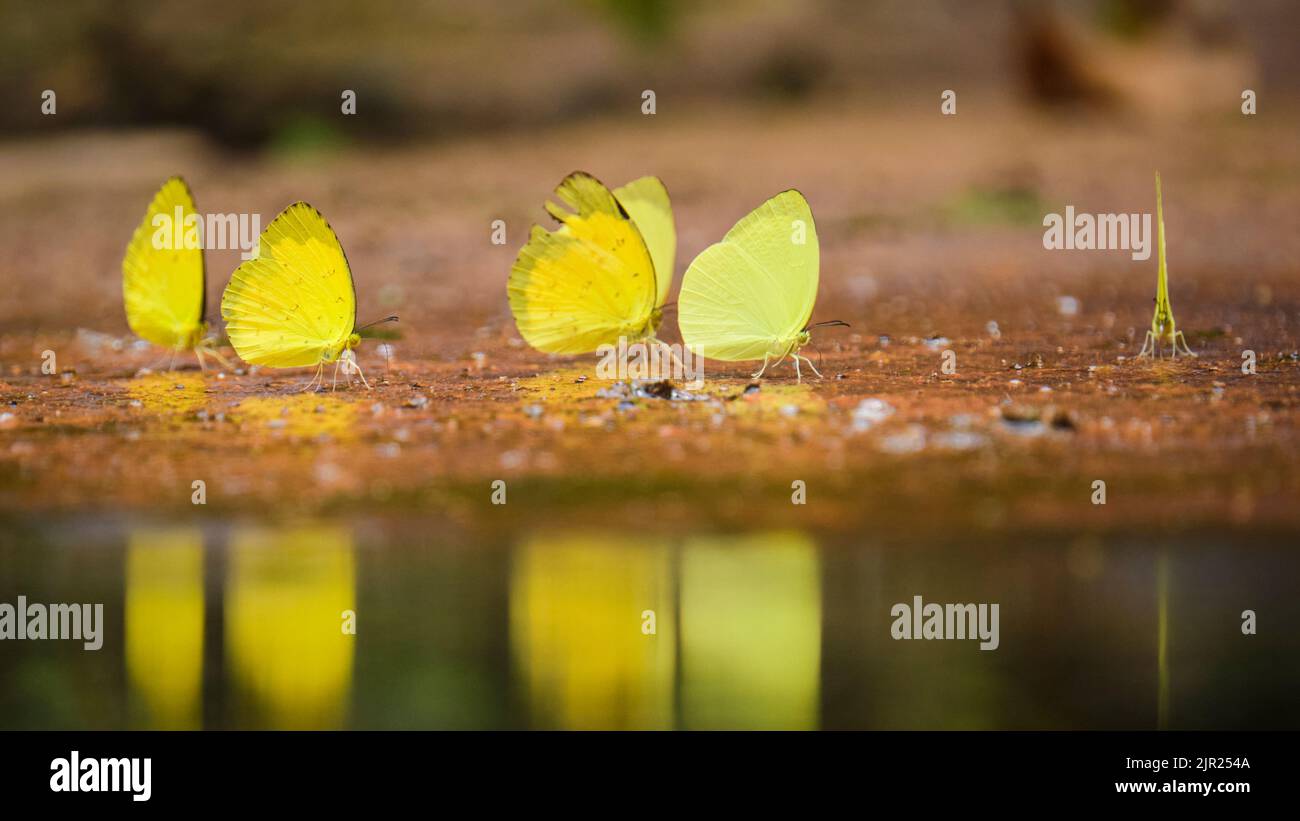 Beautiful butterflies by the stream in Ma Da forest, Dong Nai province ...