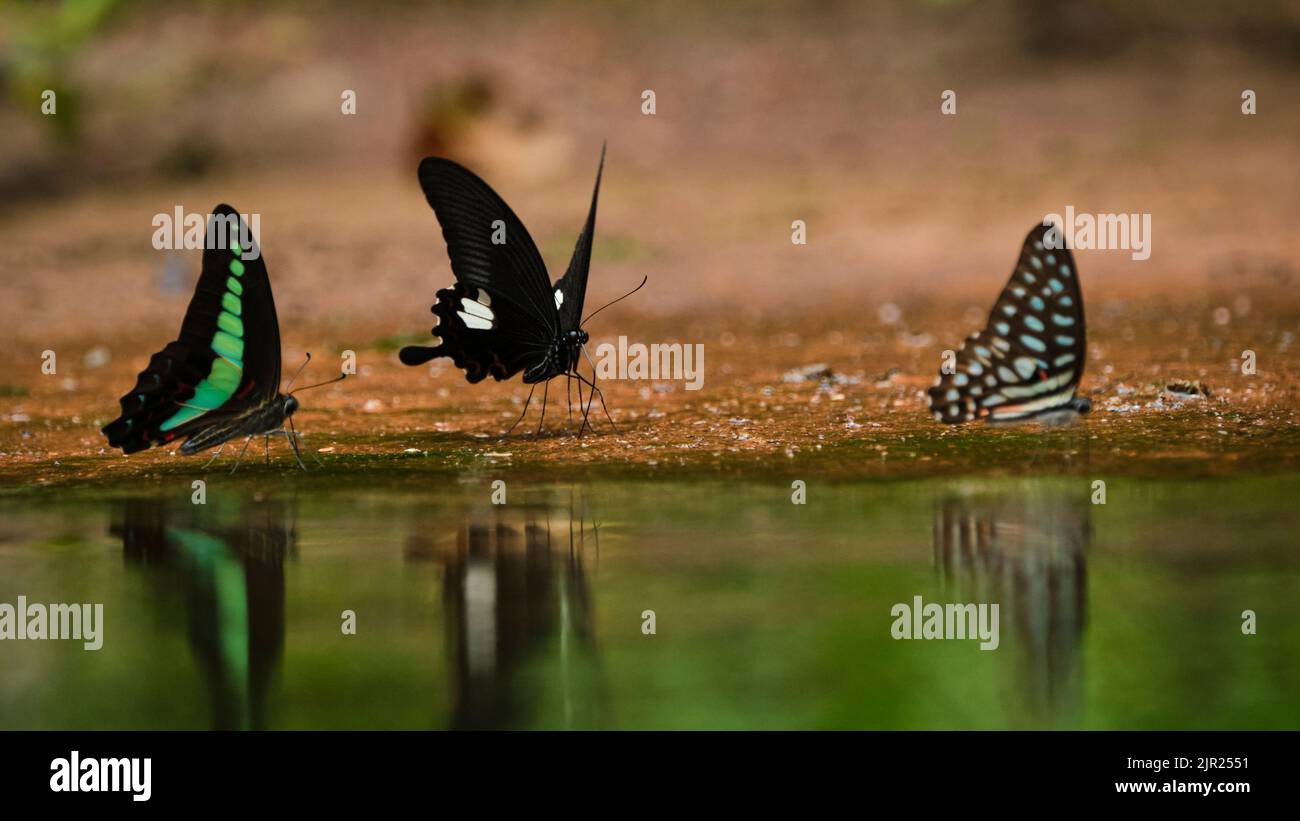 Beautiful butterflies by the stream in Ma Da forest, Dong Nai province ...