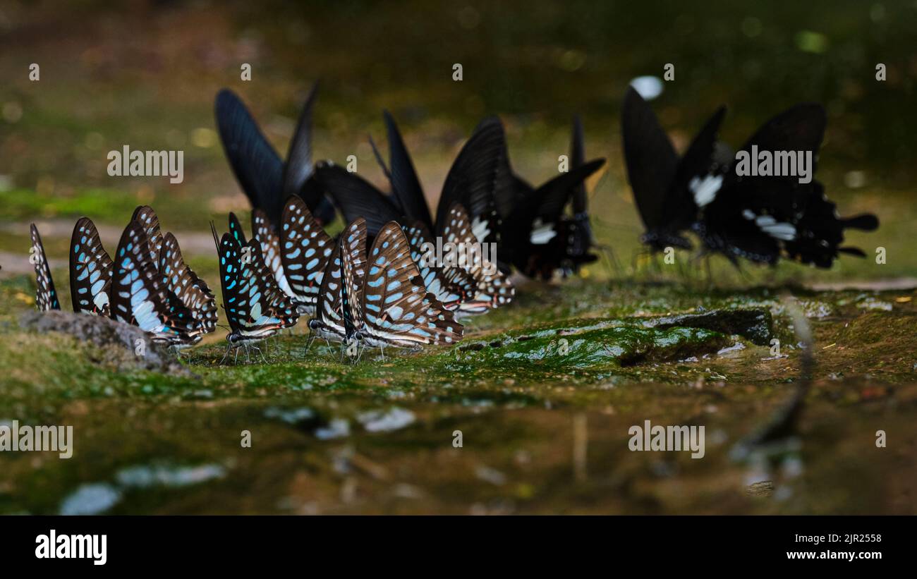Beautiful butterflies by the stream in Ma Da forest, Dong Nai province ...