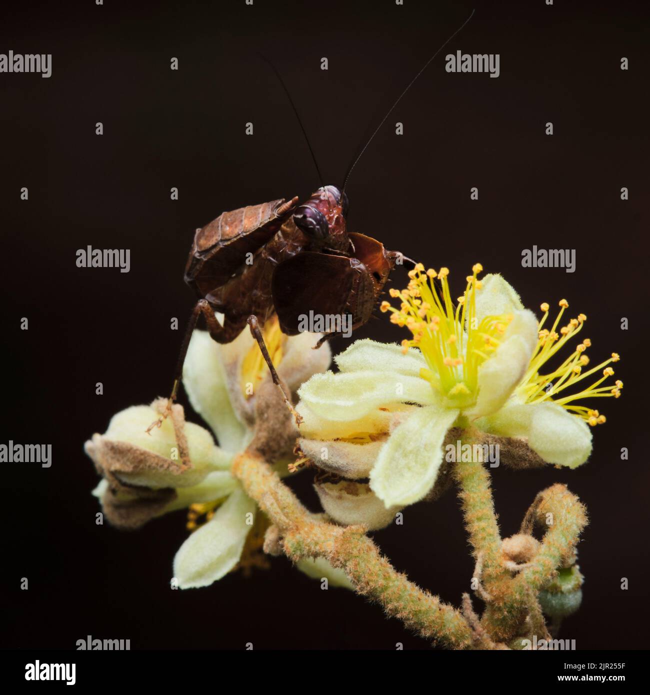 beautiful little insects in the park of Ho Chi Minh city Stock Photo ...