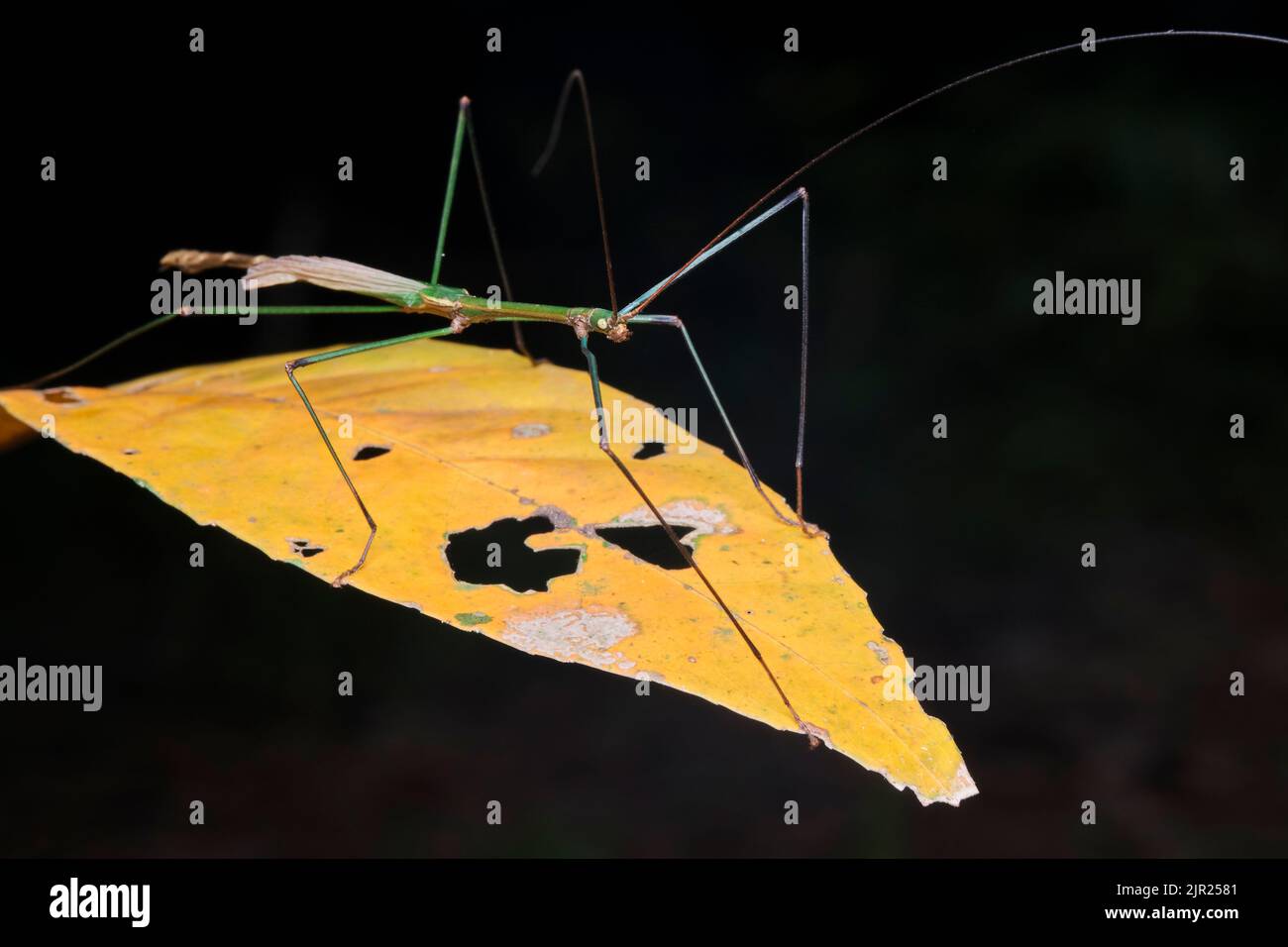 beautiful little insects in the park of Ho Chi Minh city Stock Photo ...