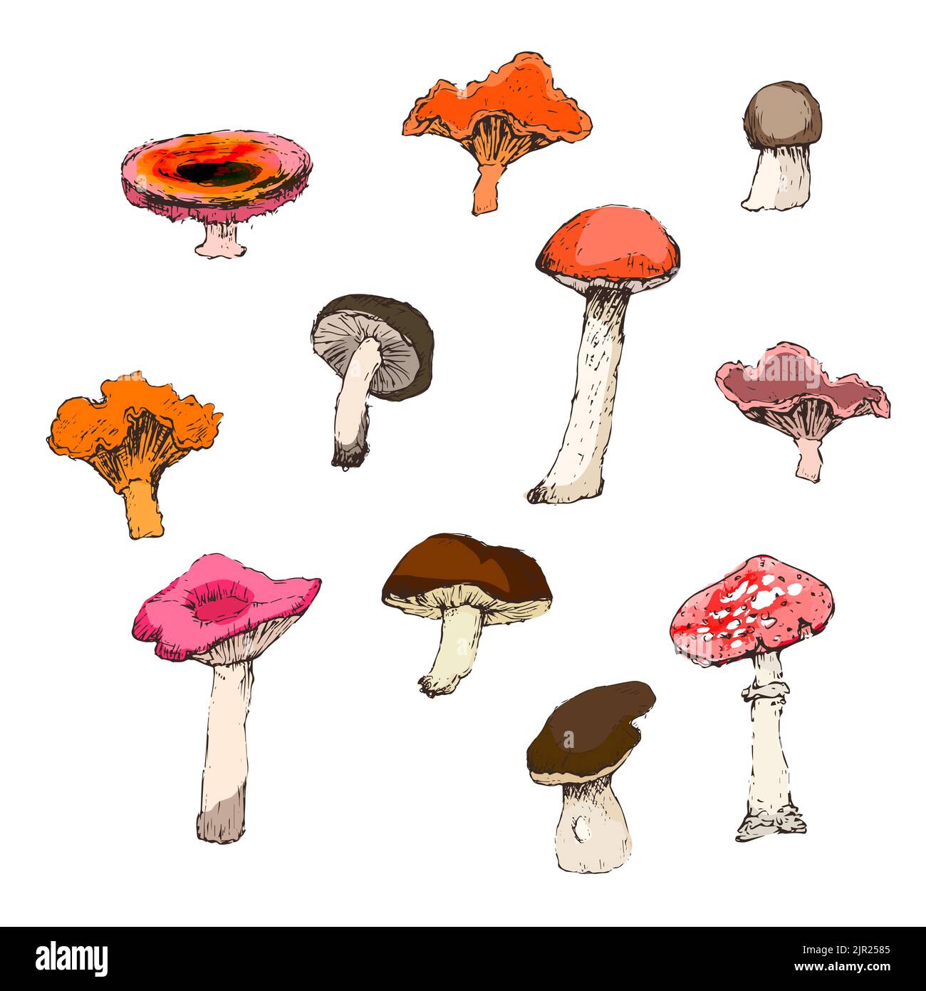 Forest mushrooms. Set of chanterelle, porcini mushroom, toadstool, fly ...