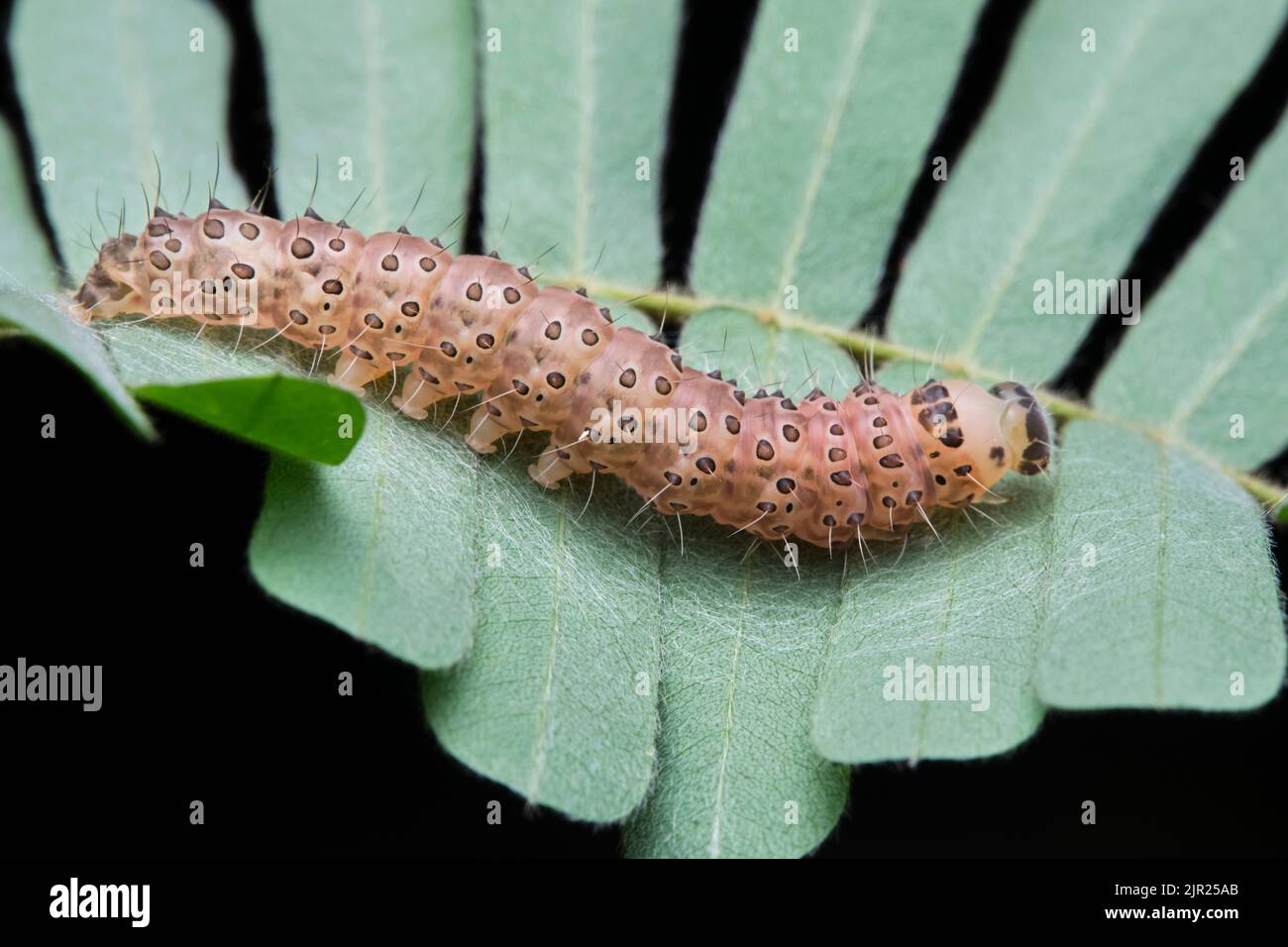 beautiful little insects in the park of Ho Chi Minh city Stock Photo ...