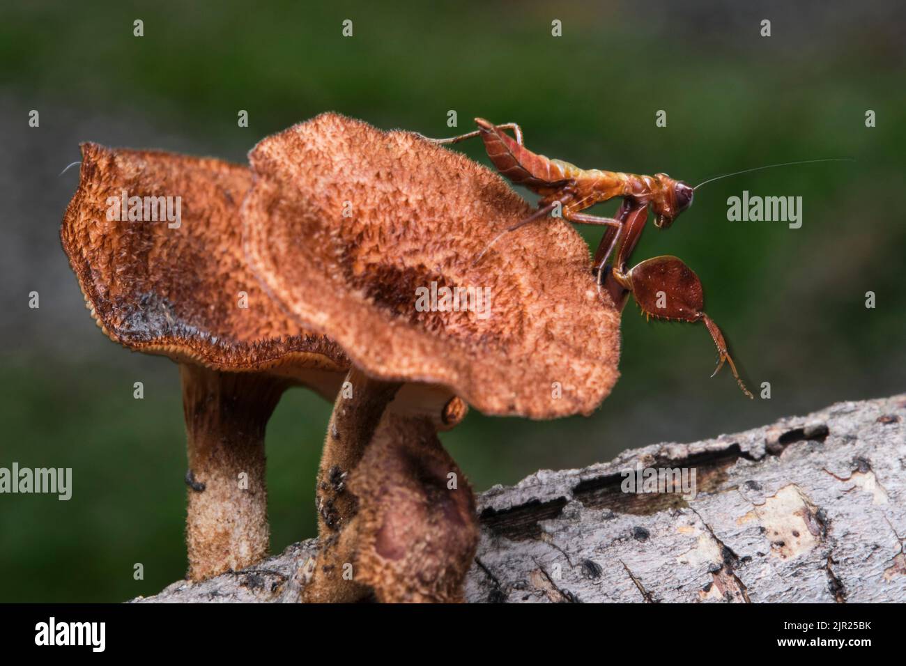 beautiful little insects in the park of Ho Chi Minh city Stock Photo ...