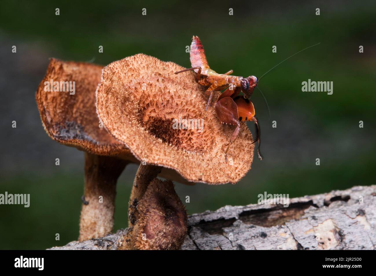 beautiful little insects in the park of Ho Chi Minh city Stock Photo ...