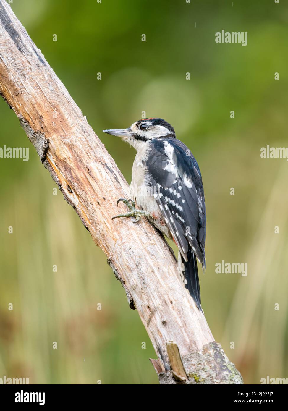Juvenile great-spotted woodpecker in mid Wales Stock Photo - Alamy