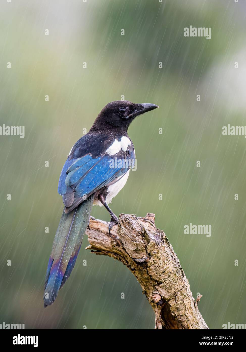 Downpour uk hi-res stock photography and images - Alamy