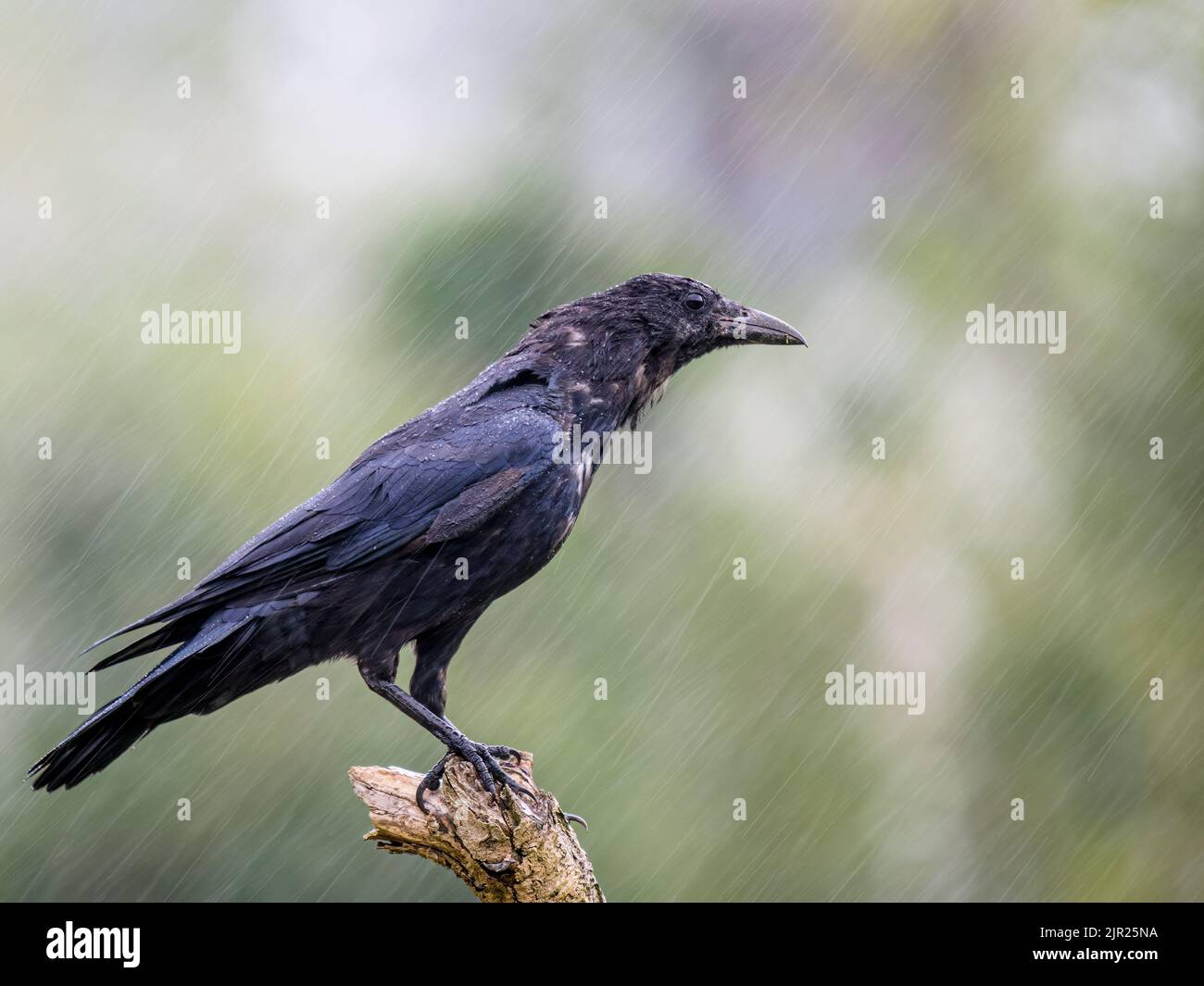 Crow caught in a summer downpour in mid Wales Stock Photo - Alamy