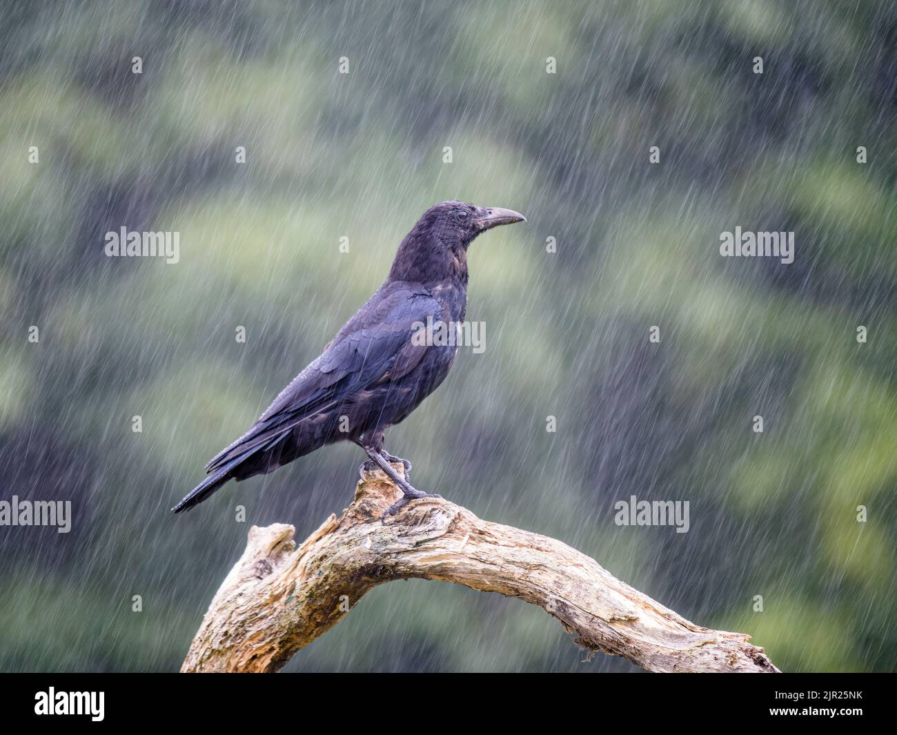 Crow caught in a summer downpour in mid Wales Stock Photo - Alamy
