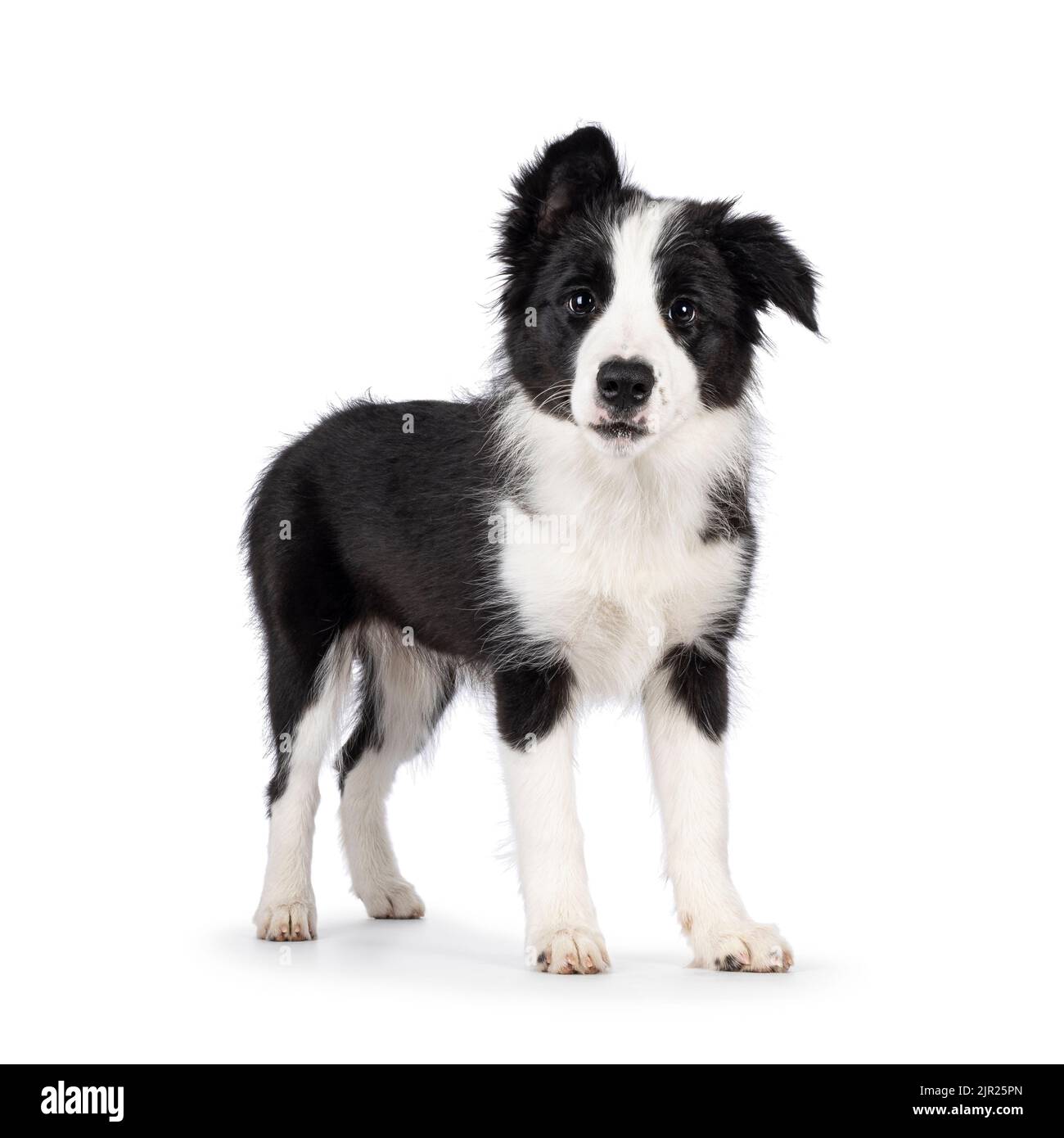 Super adorable typical black with white Border Colie dog pup, standing ...
