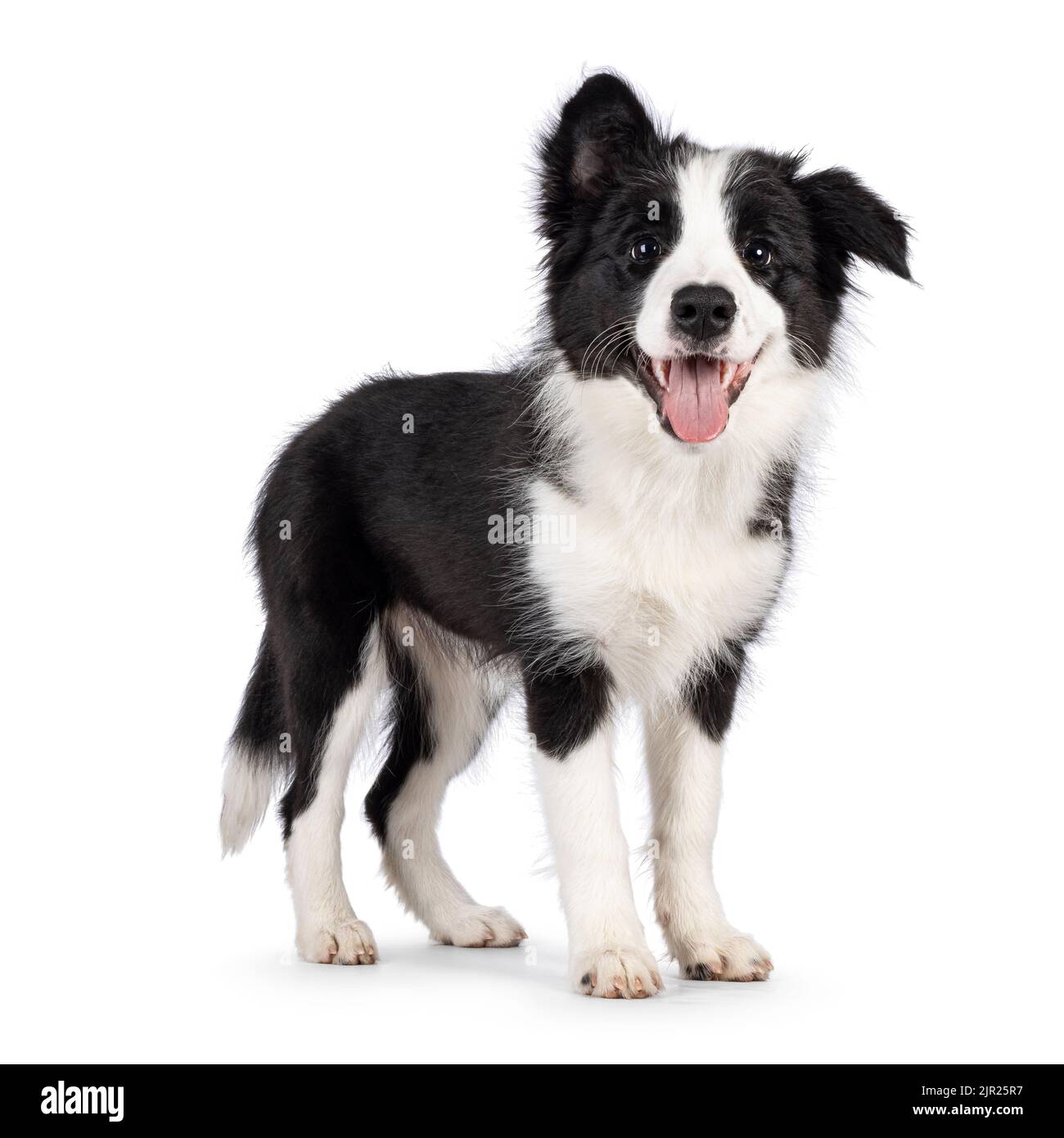 Super adorable typical black with white Border Colie dog pup, standing ...