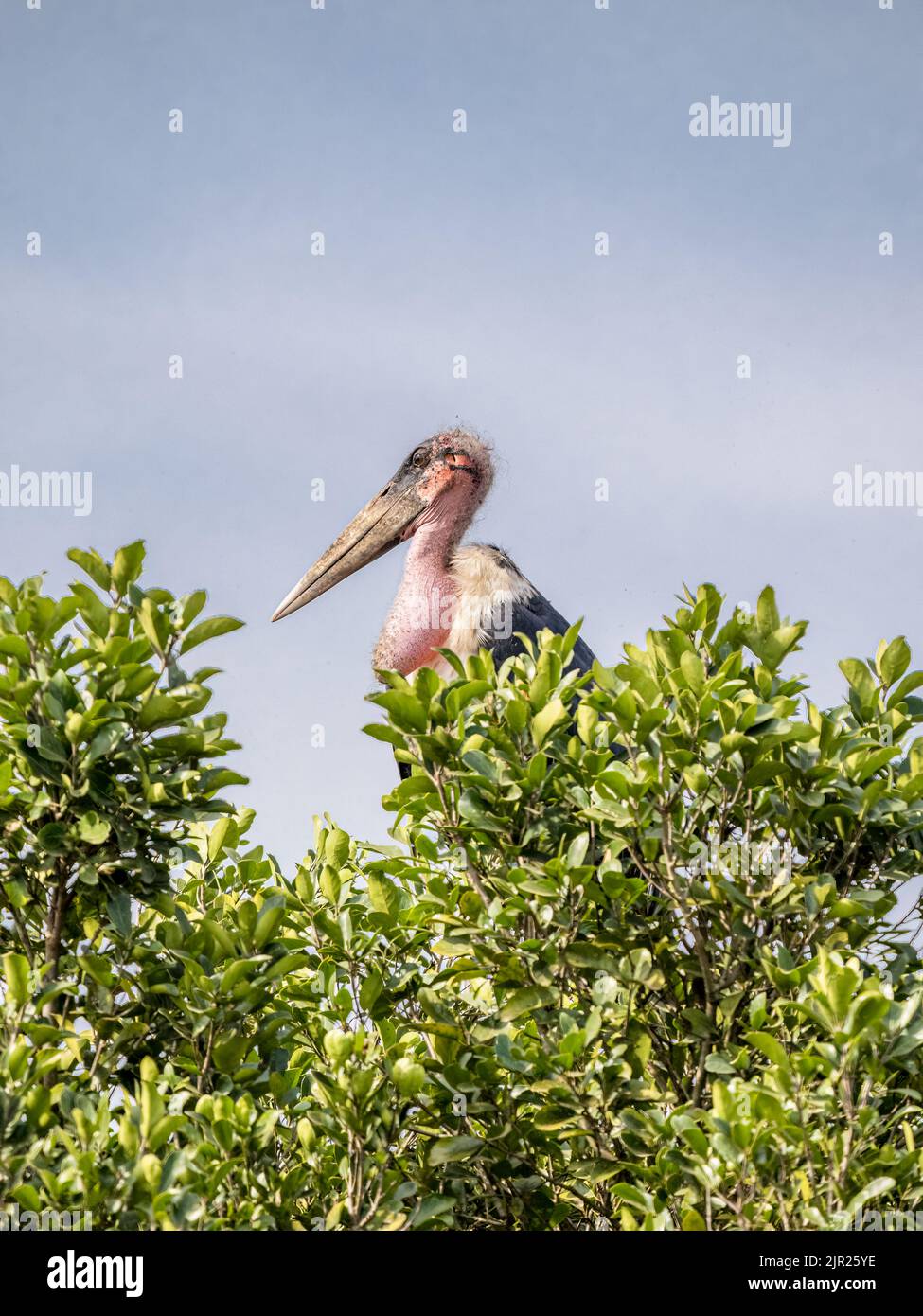 Marabou stork in Kenya, East Africa Stock Photo - Alamy