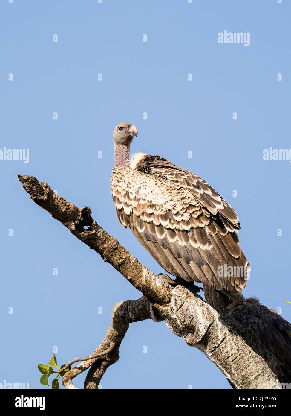 White backed vulture vertical hi-res stock photography and images - Alamy