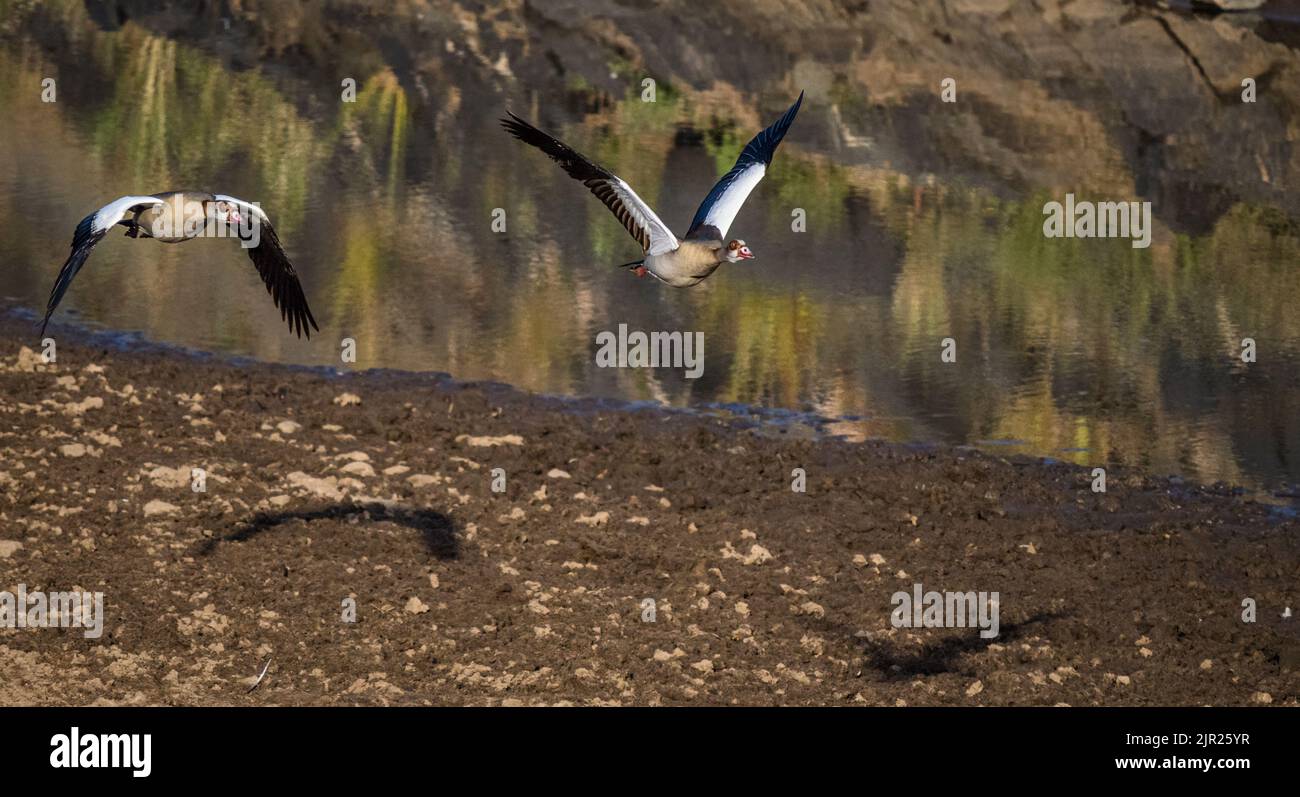 Egyptian geese flying in in Kenya, East Africa Stock Photo - Alamy