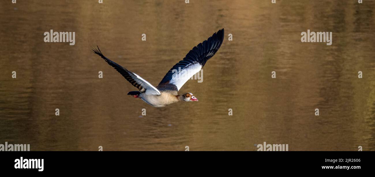 Egyptian geese flying in in Kenya, East Africa Stock Photo - Alamy