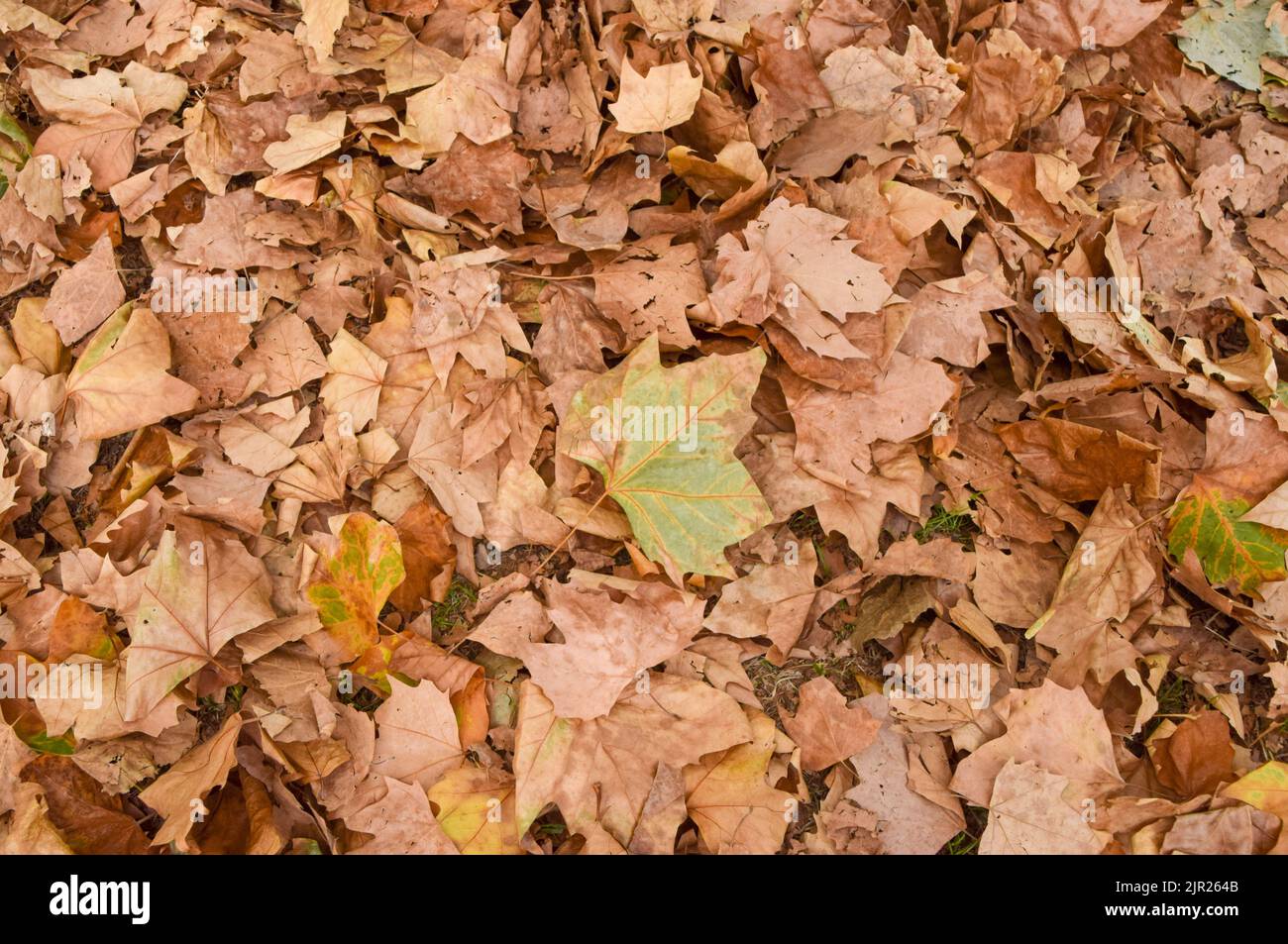 Dead plant heatwave hi-res stock photography and images - Alamy