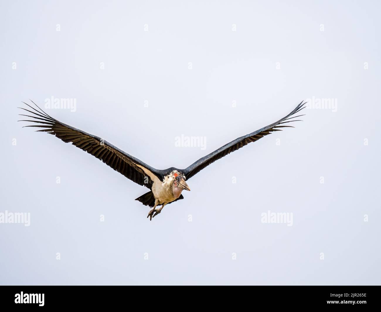 Marabou stork flying in Kenya, East Africa Stock Photo - Alamy