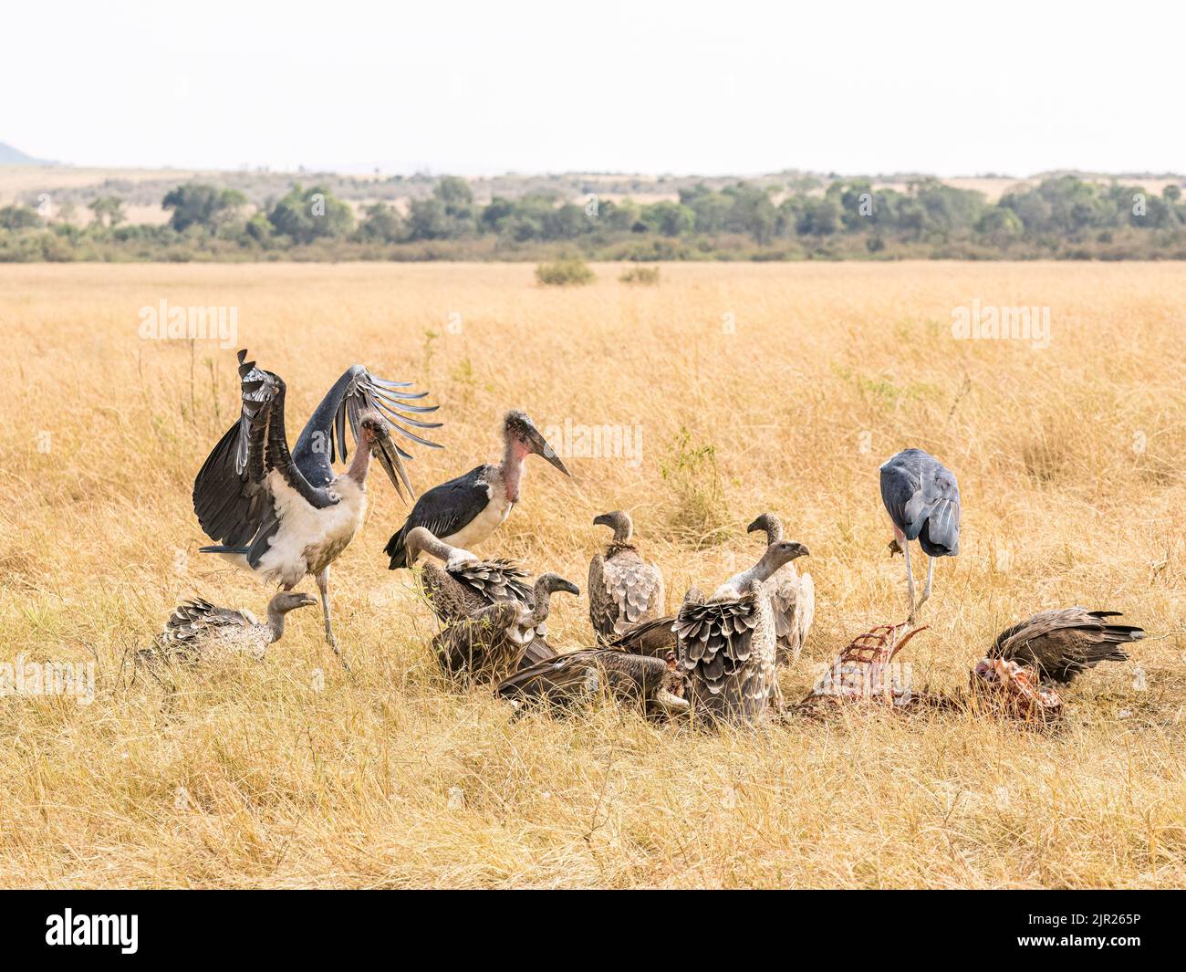 Marabou stork in Kenya, East Africa Stock Photo - Alamy